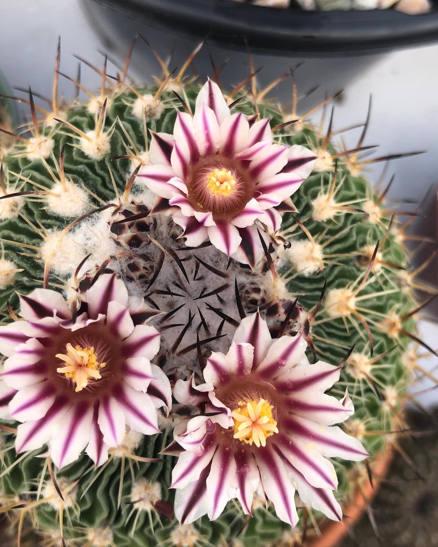 About Dark Side Cactus – Dark Side Cactus